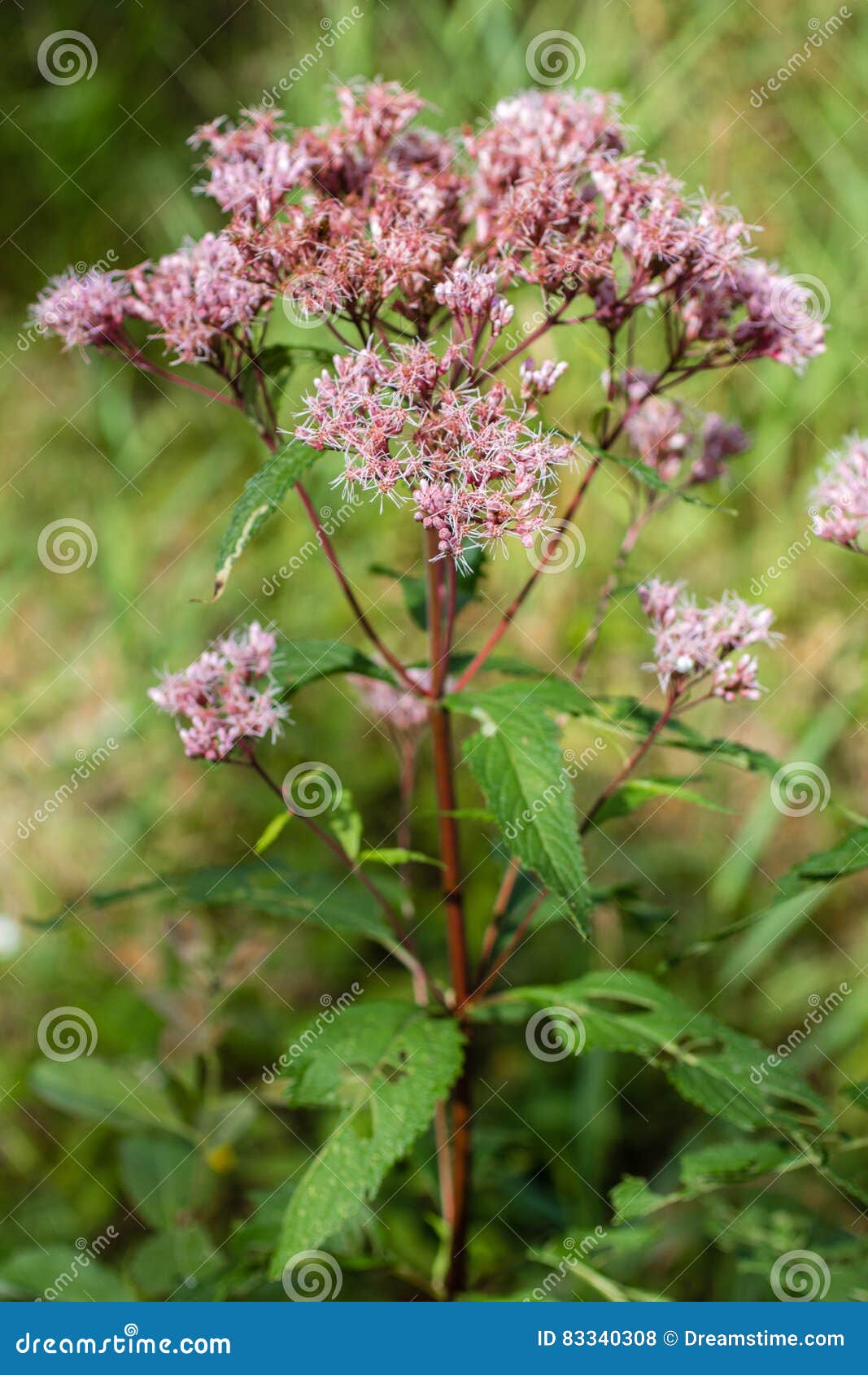 Boneset stock photo. Image of perfoliatum, park, forest - 83340308