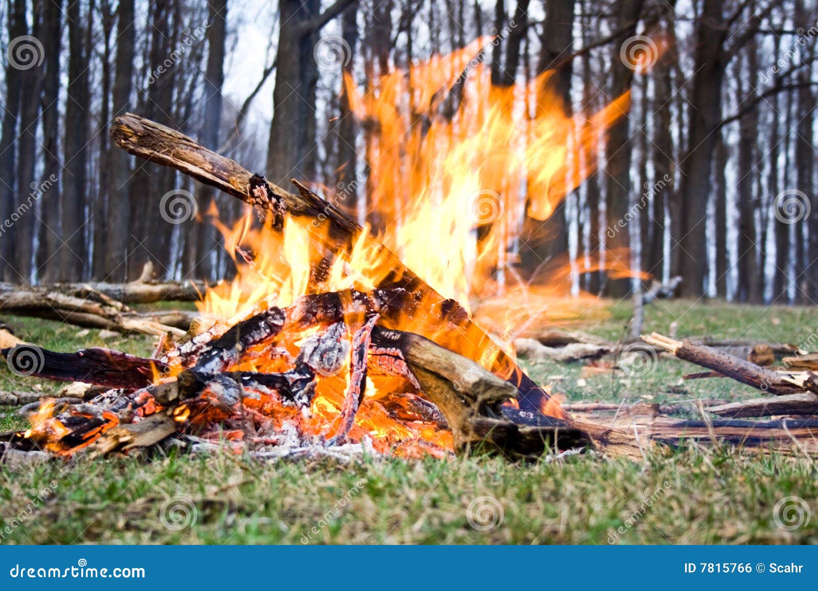 The bonfire stock photo. Image of summer, flames, trees - 7815766
