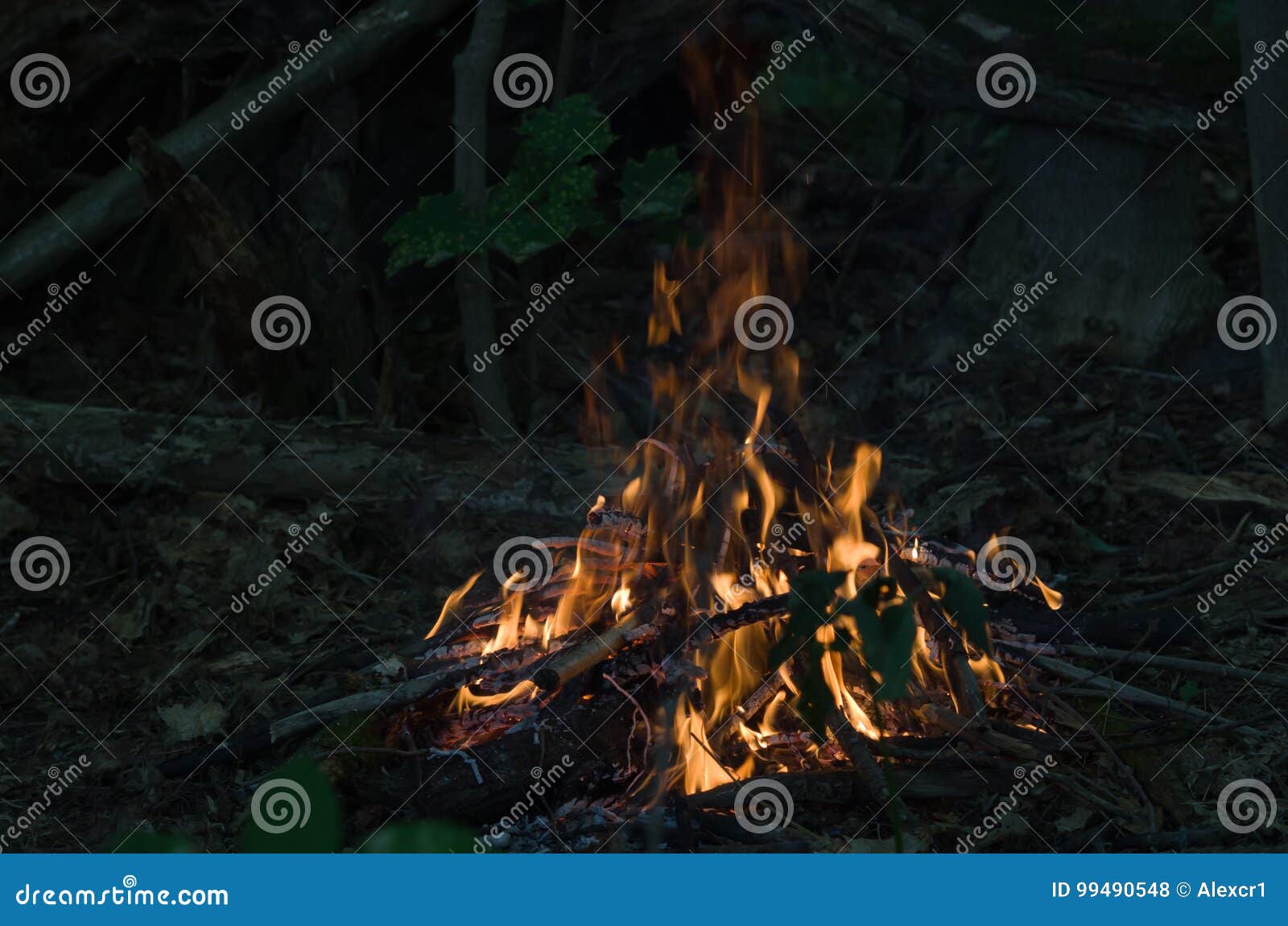 Bonfire in the forest stock photo. Image of light, energy - 99490548