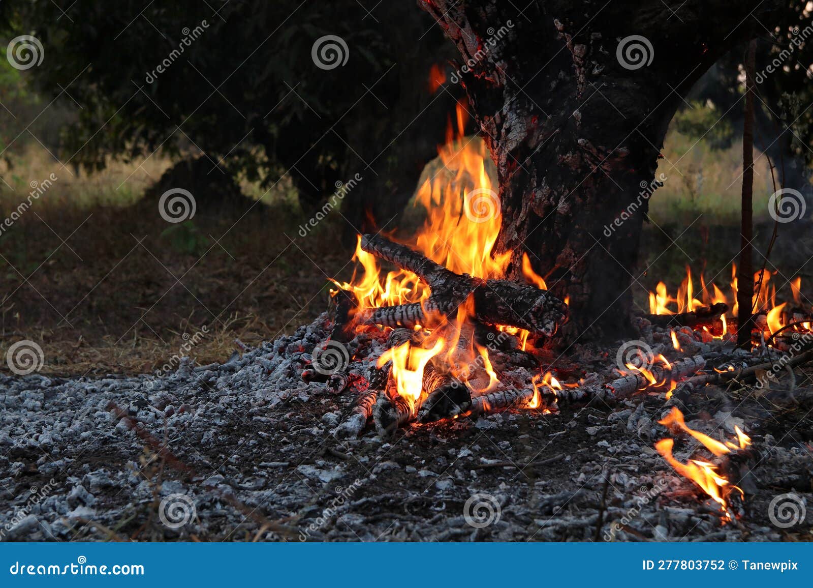 The Bonfire is Burning Old Stumps Stock Photo - Image of black, dark ...