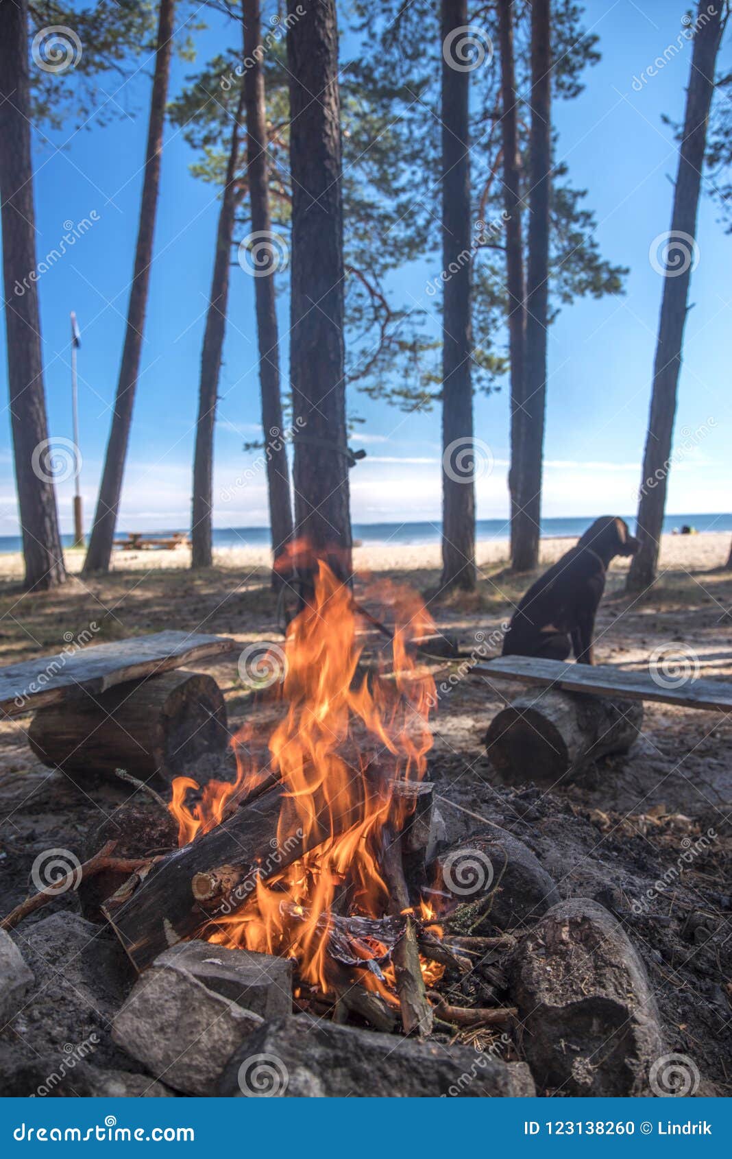 A Bonfire Burns in a Camping I Stock Photo - Image of outdoor, barbecue ...