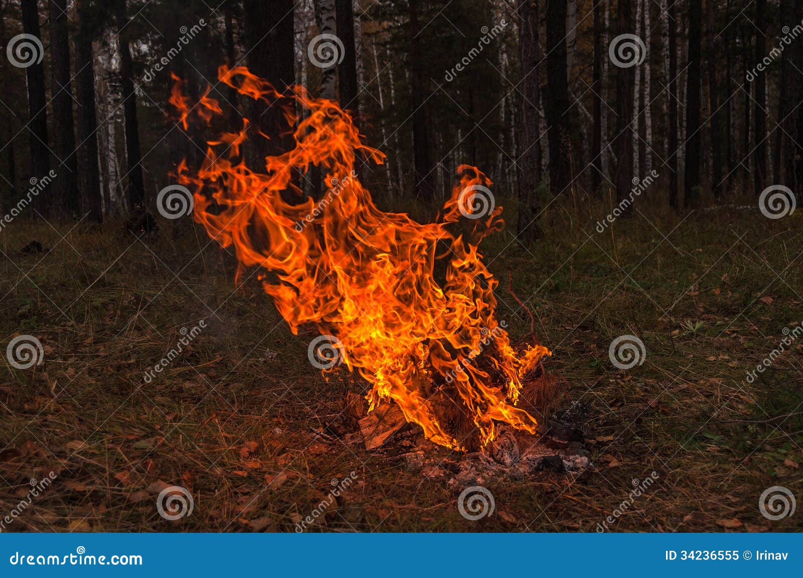 Fire Flame Bonfire Forest Autumn Stock Image - Image of arson, light ...