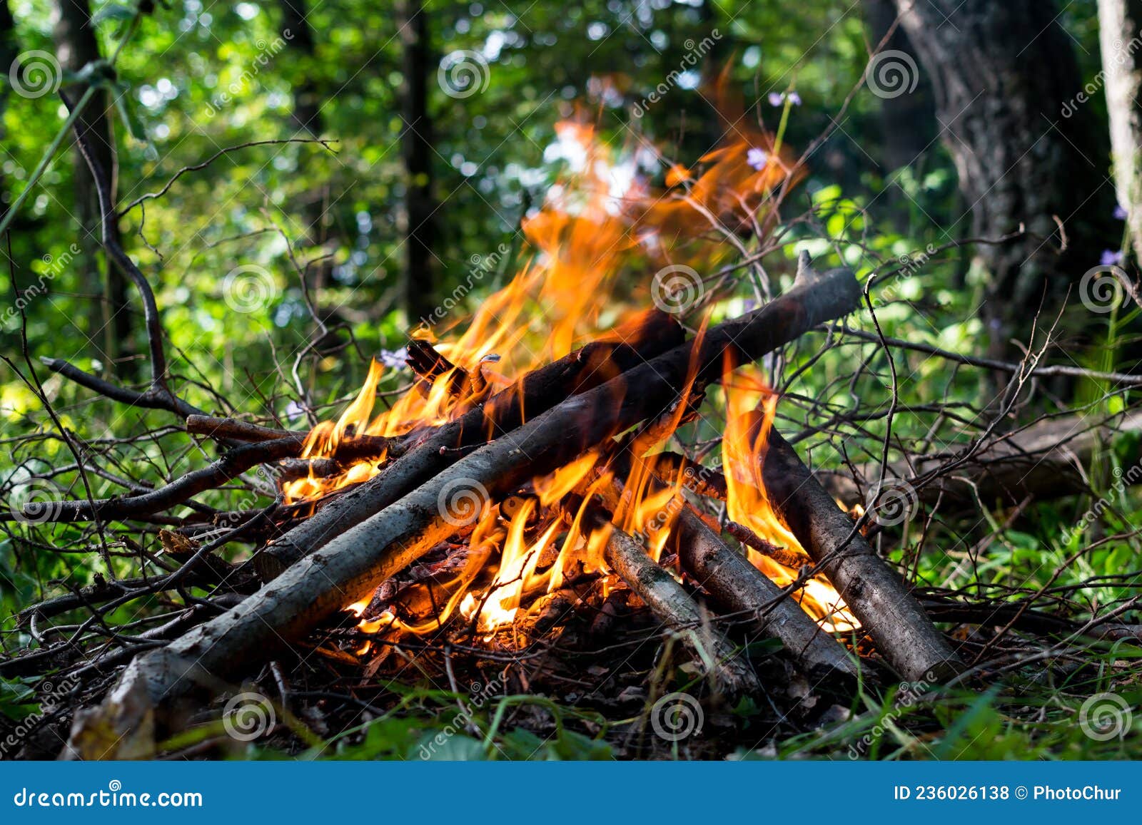 Bonfire in a forest area stock photo. Image of heat - 236026138