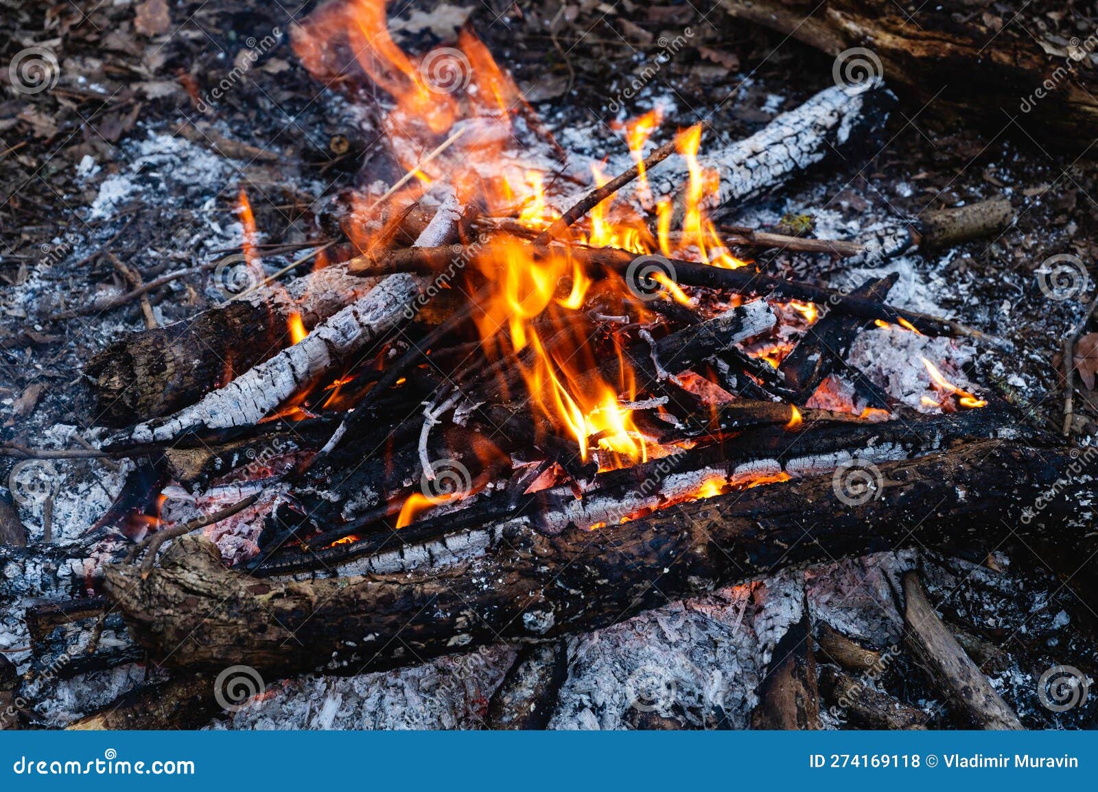 Bonfire in the forest stock photo. Image of tree, bright - 274169118