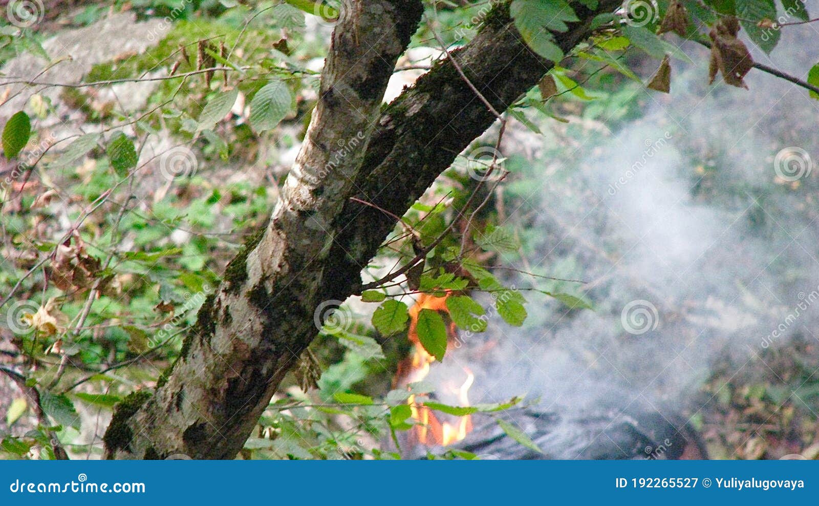 Bonfire in the Forest Behind the Thick Branches of Trees Stock Image ...