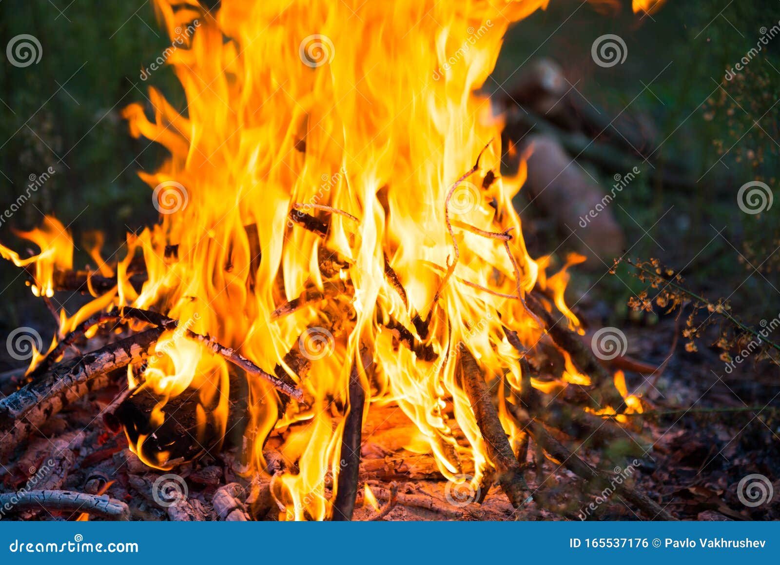 Bonfire in the forest stock photo. Image of grass, danger - 165537176
