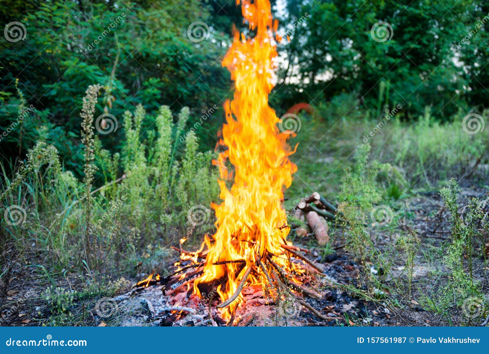 Bonfire in the forest stock image. Image of outdoor - 157561987