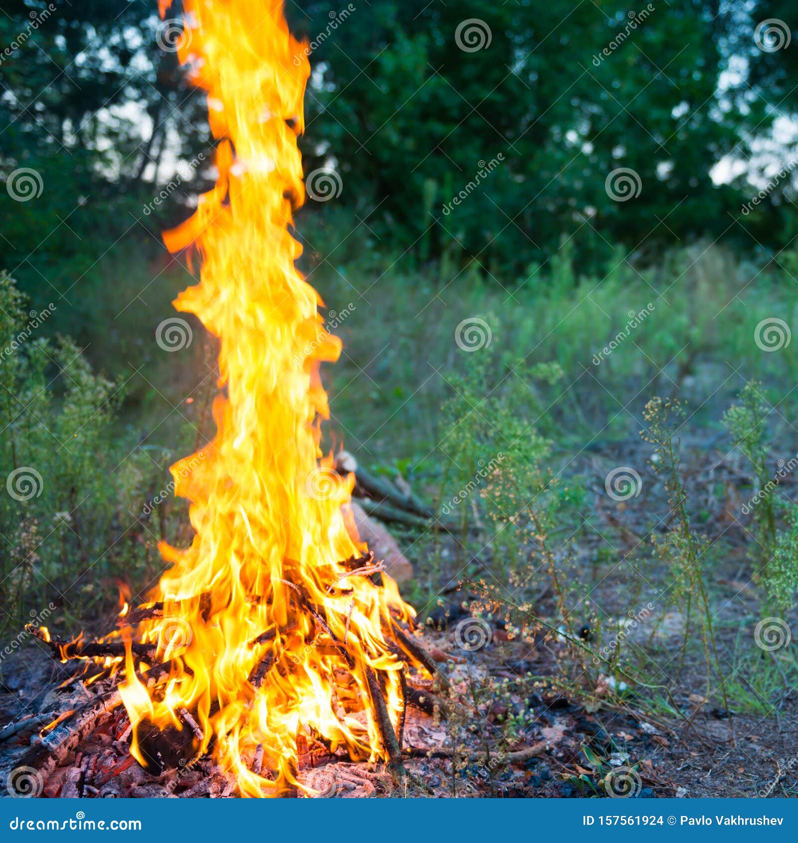 Bonfire in the forest stock photo. Image of fire, dusk - 157561924