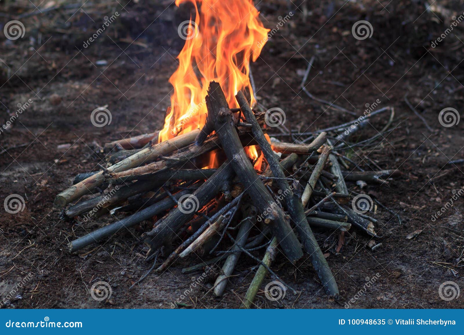 Bonfire in the forest stock image. Image of tree, nature - 100948635