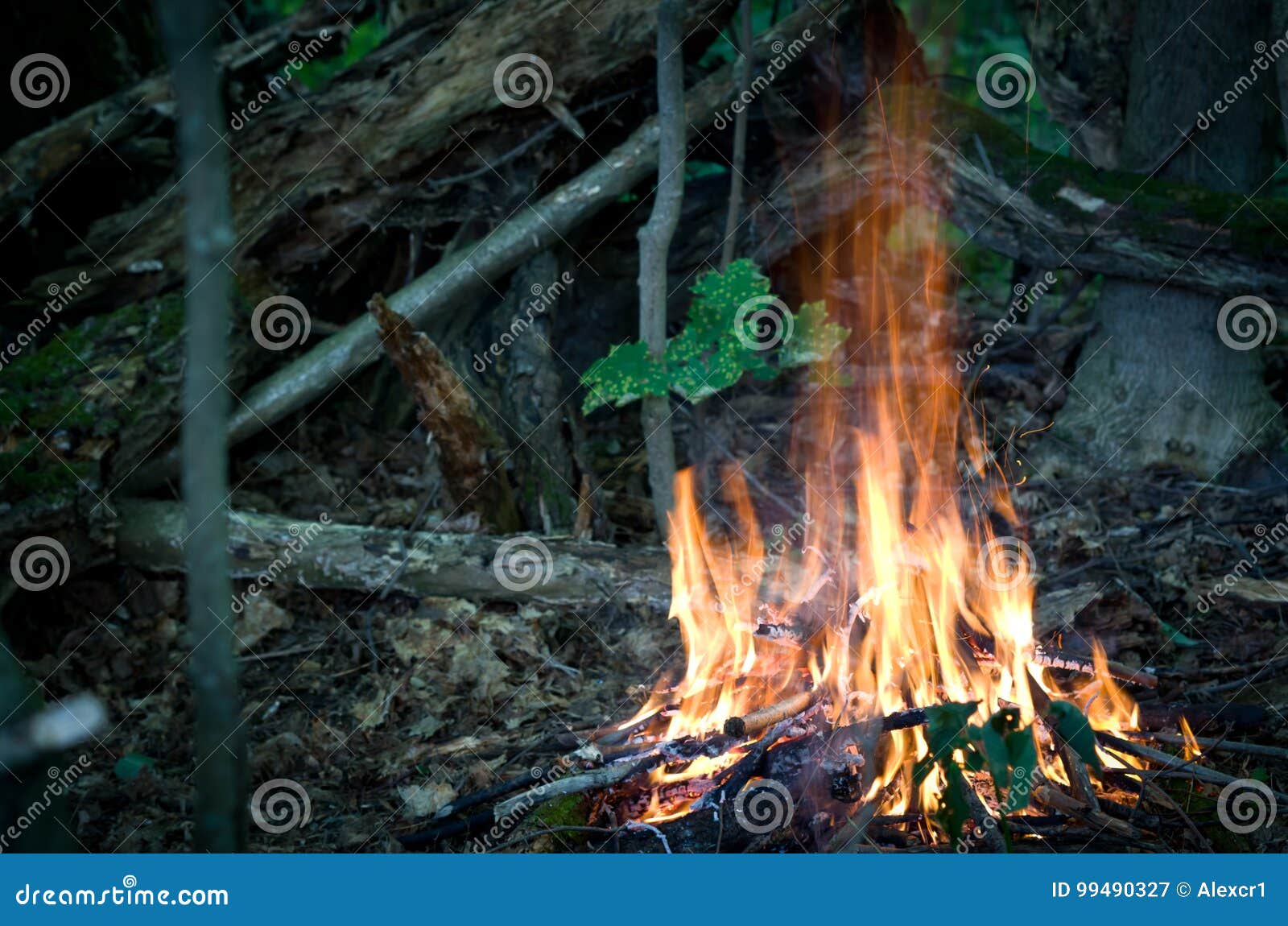 Bonfire in the forest stock image. Image of fire, danger - 99490327