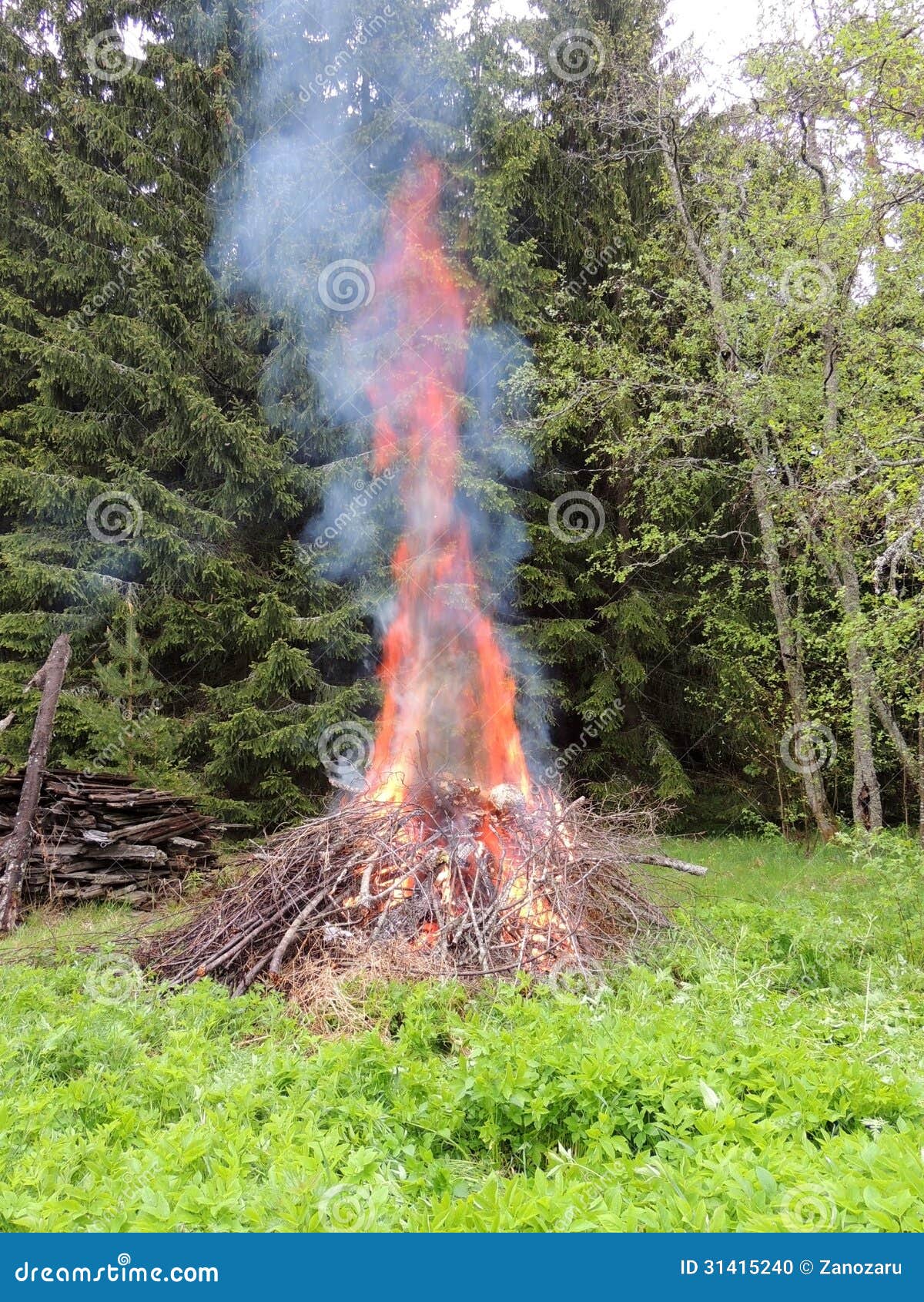 Bonfire on the forest edge stock photo. Image of ashes - 31415240