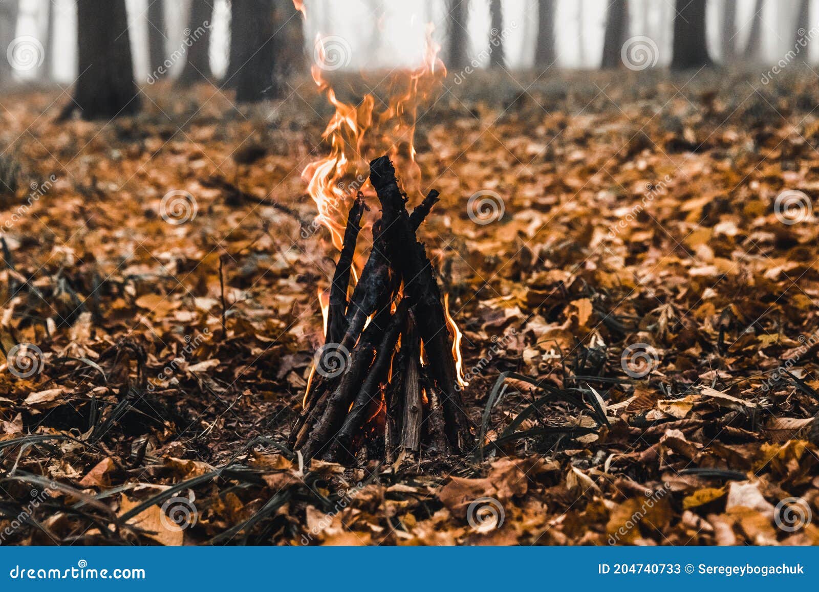 Bonfire in the Forest in the Evening Stock Image - Image of burn ...