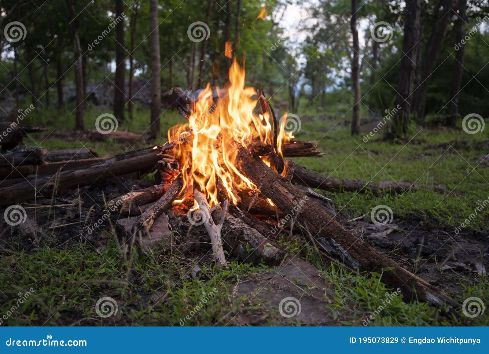 Bonfire In Forest, Tree Branch, Burn. Campfire At Touristic Camp At ...