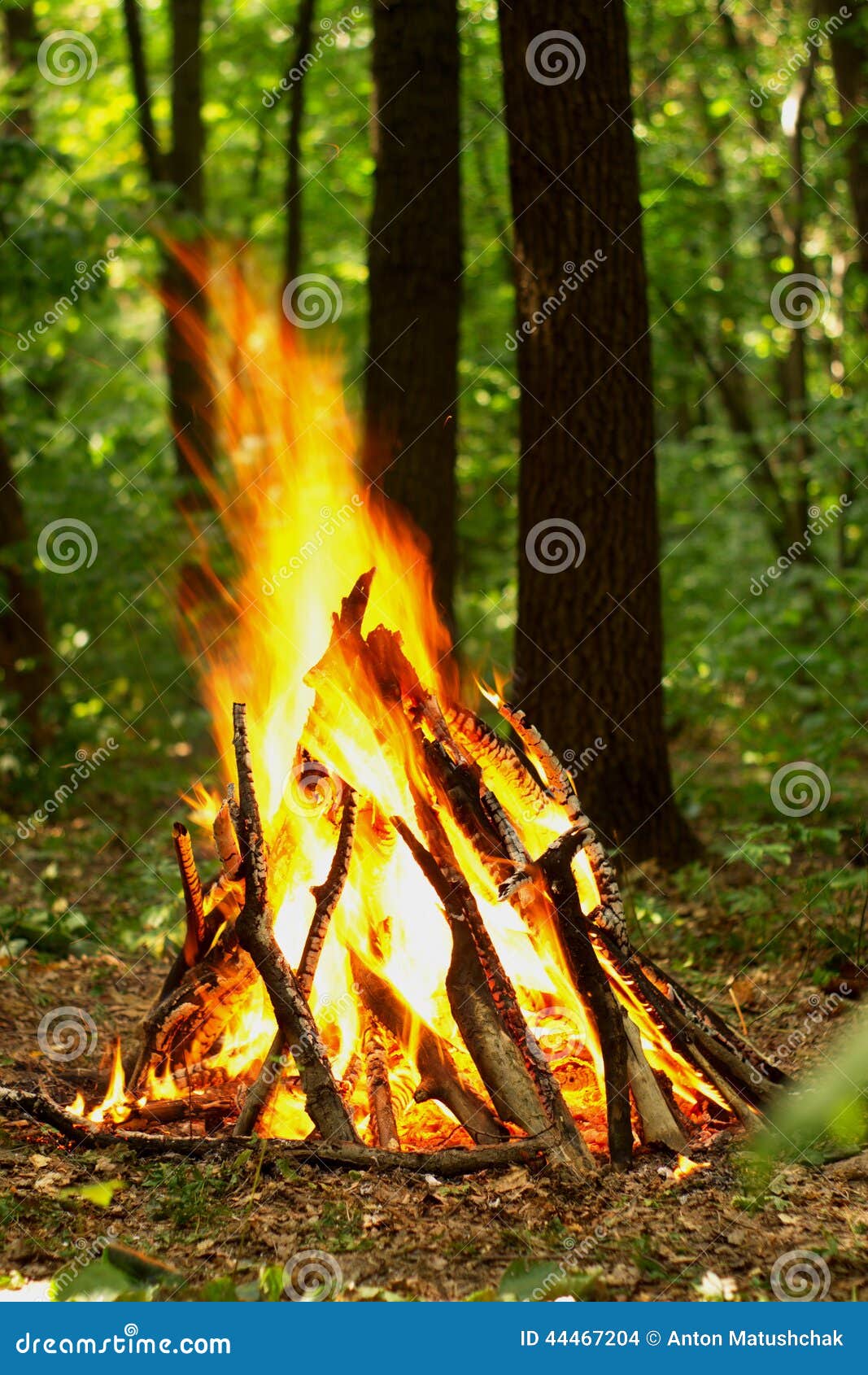 Bonfire in the forest. stock photo. Image of forest, bonfire - 44467204