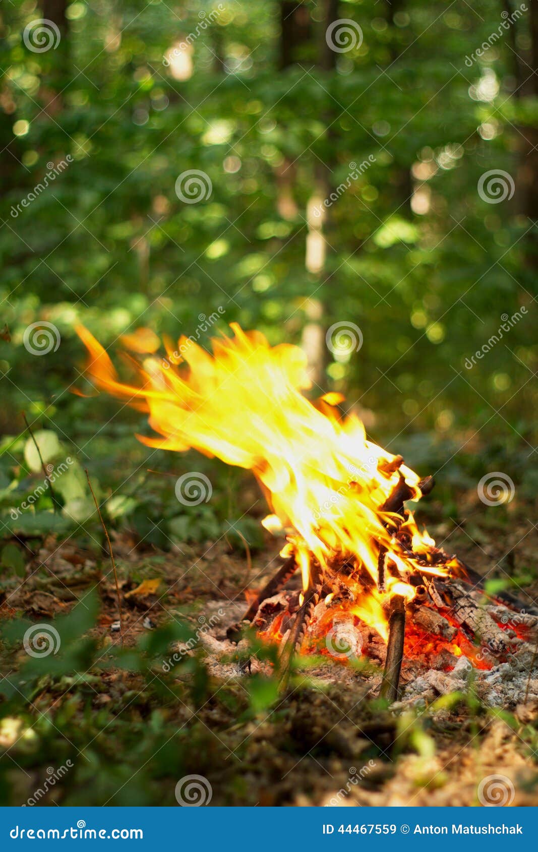 Bonfire in the forest. stock image. Image of heat, campfire - 44467559