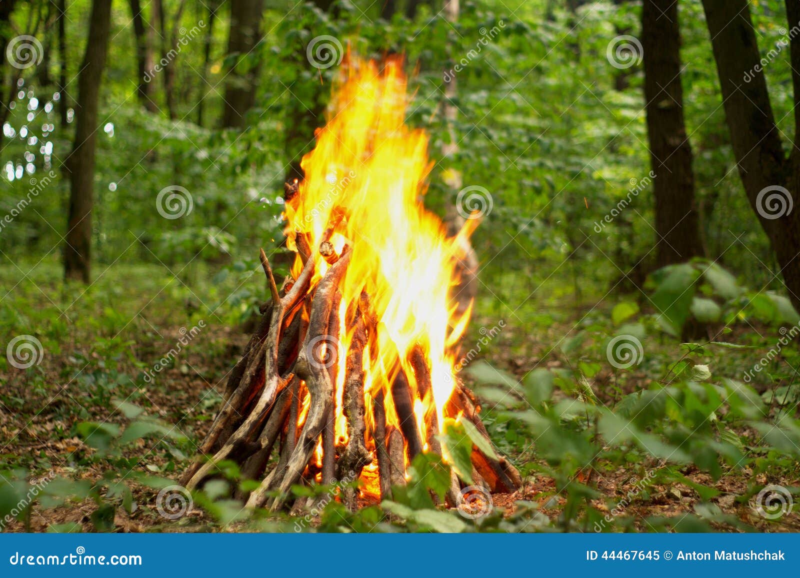 Bonfire in the forest. stock image. Image of nature, fire - 44467645