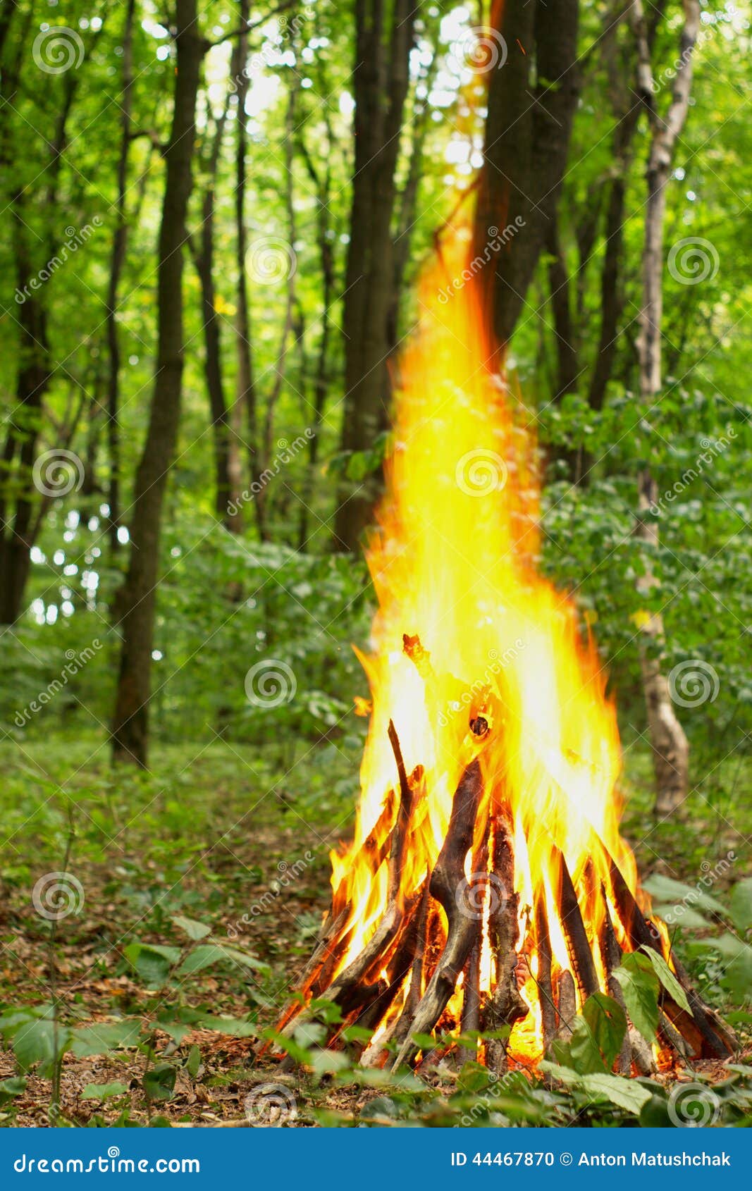 Bonfire in the forest. stock photo. Image of fire, heat - 44467870