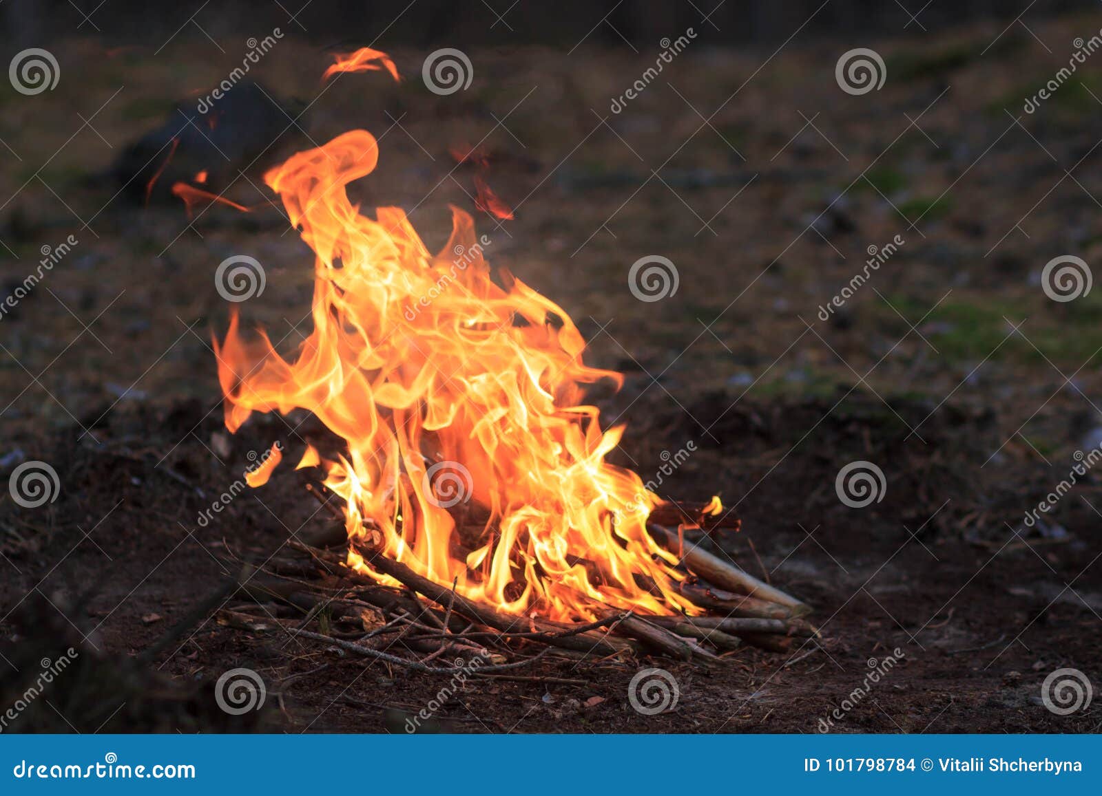 Bonfire in the forest stock photo. Image of heat, blaze - 101798784