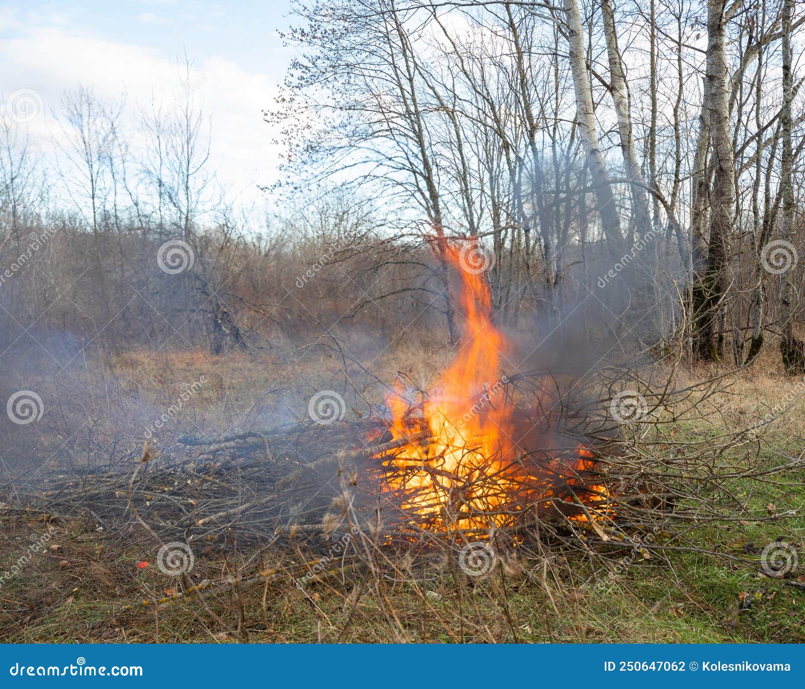 People Burn Dry Tree Branches in the Forest. Stock Photo - Image of ...