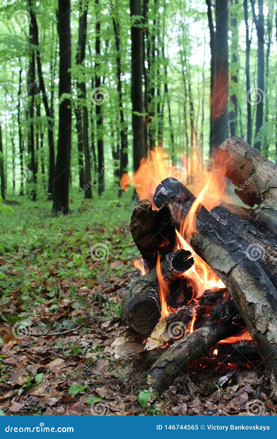 Bonfire in the forest stock image. Image of fire, heat - 146744565
