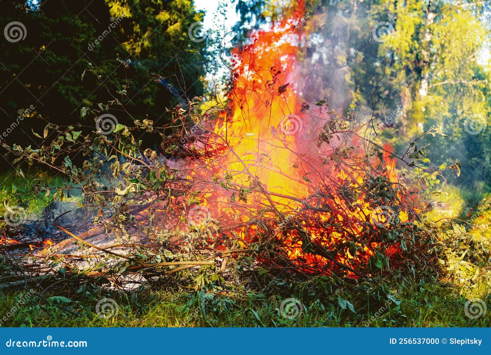 Bonfire in the Forest on Summer Day Stock Photo - Image of orange ...