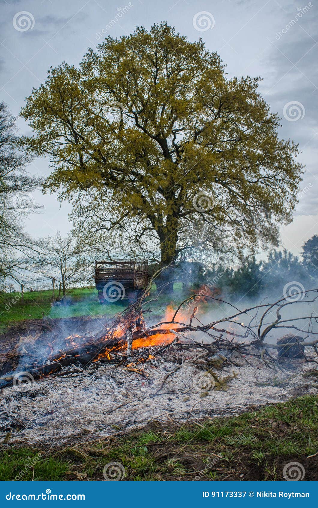 Bonfire in Front of a Large Tree Stock Image - Image of rural, ashes ...