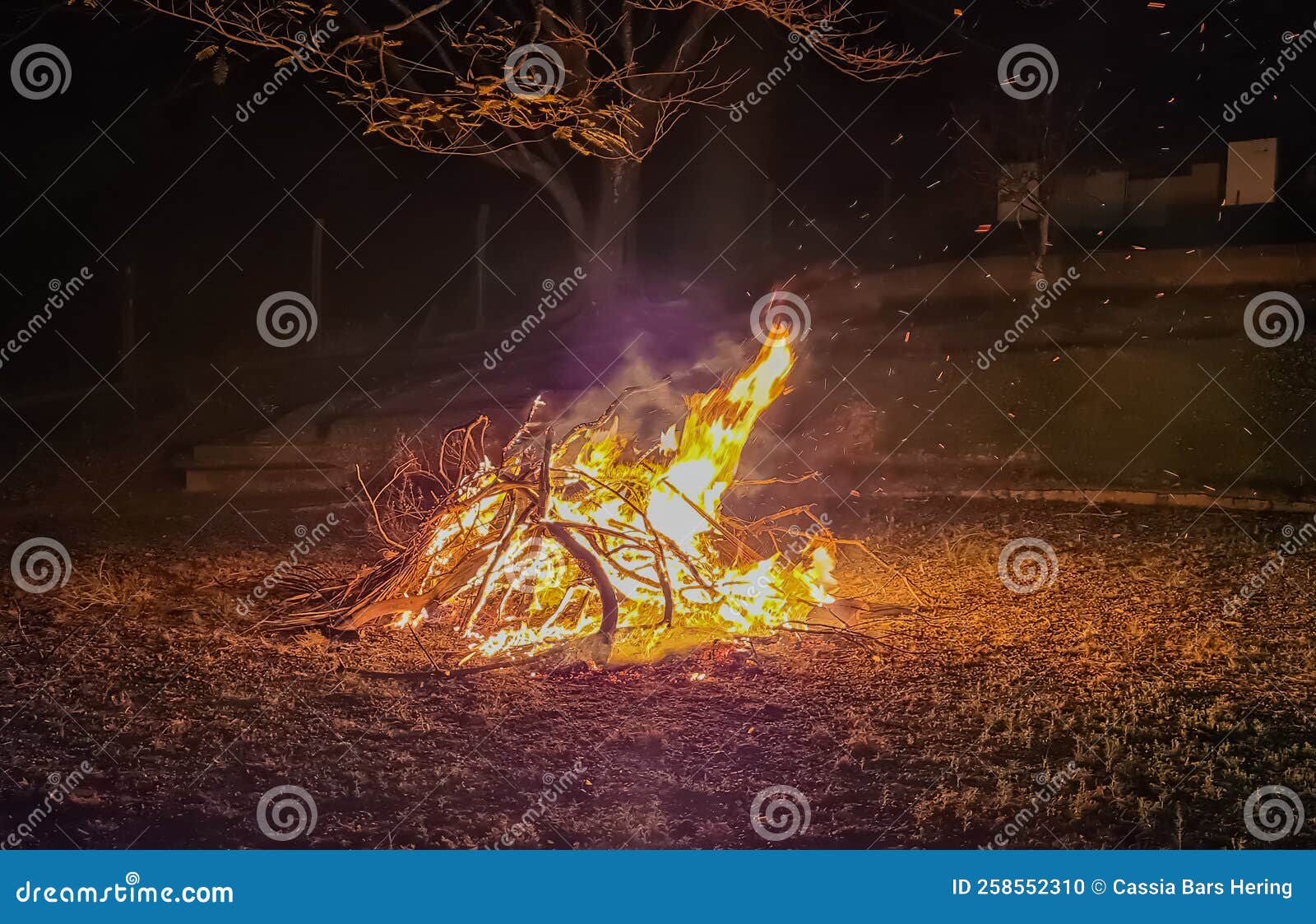Bonfire at Night, by a Tree. Stock Photo - Image of dark, fuel: 258552310