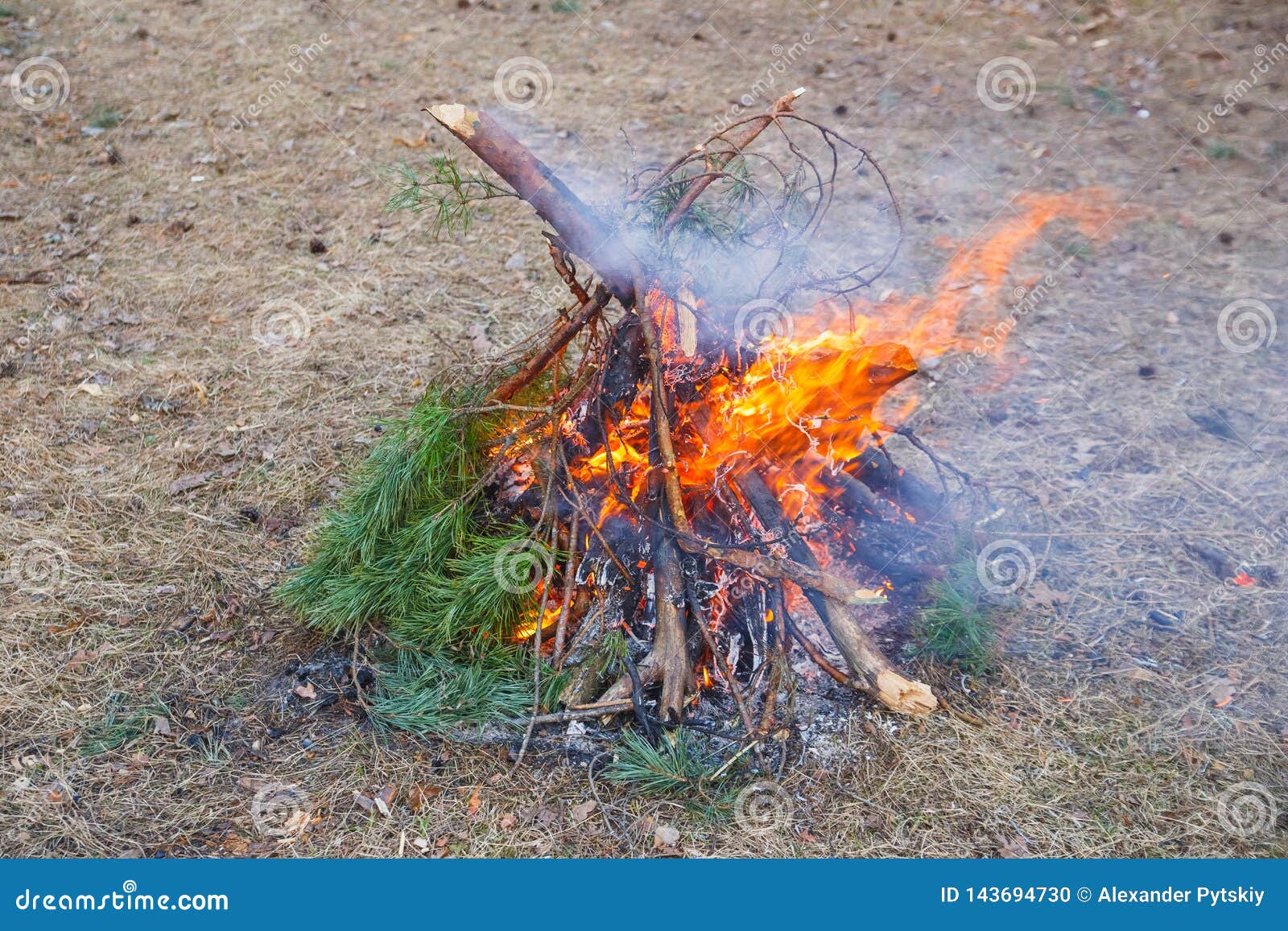 Bonfire of Pine Branches in the Spring Forest Stock Photo - Image of ...