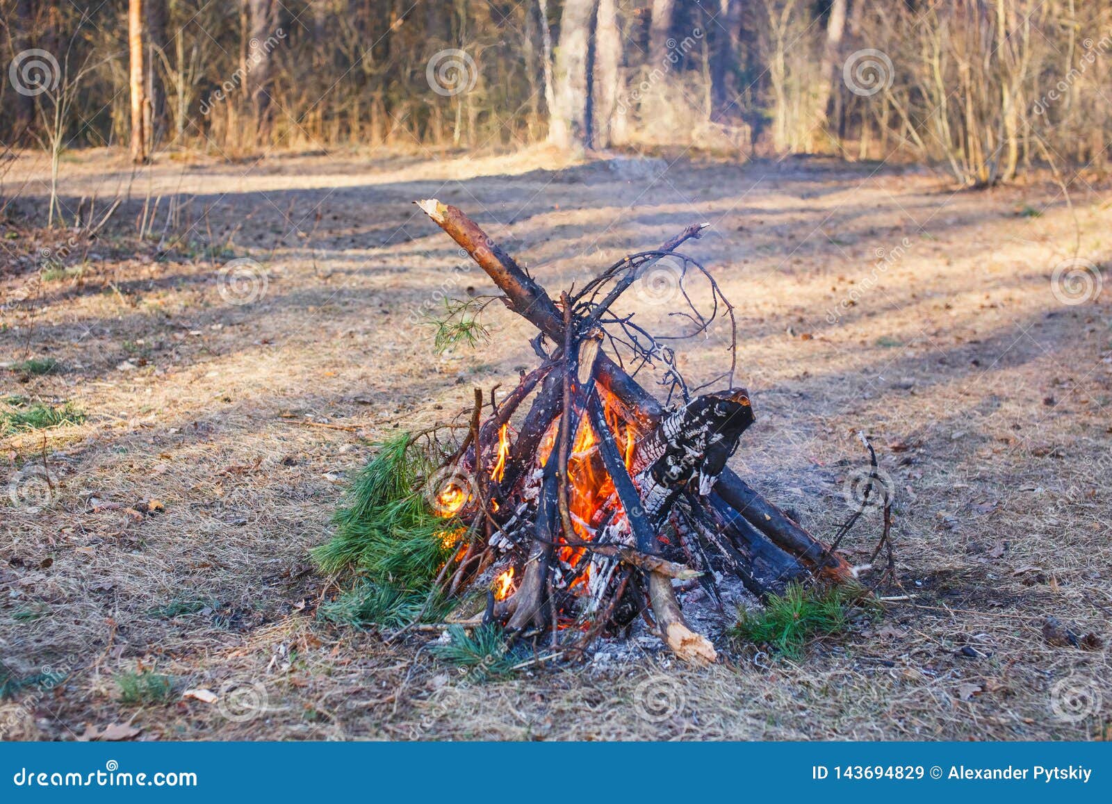 Bonfire of Pine Branches in the Spring Forest Stock Image - Image of ...