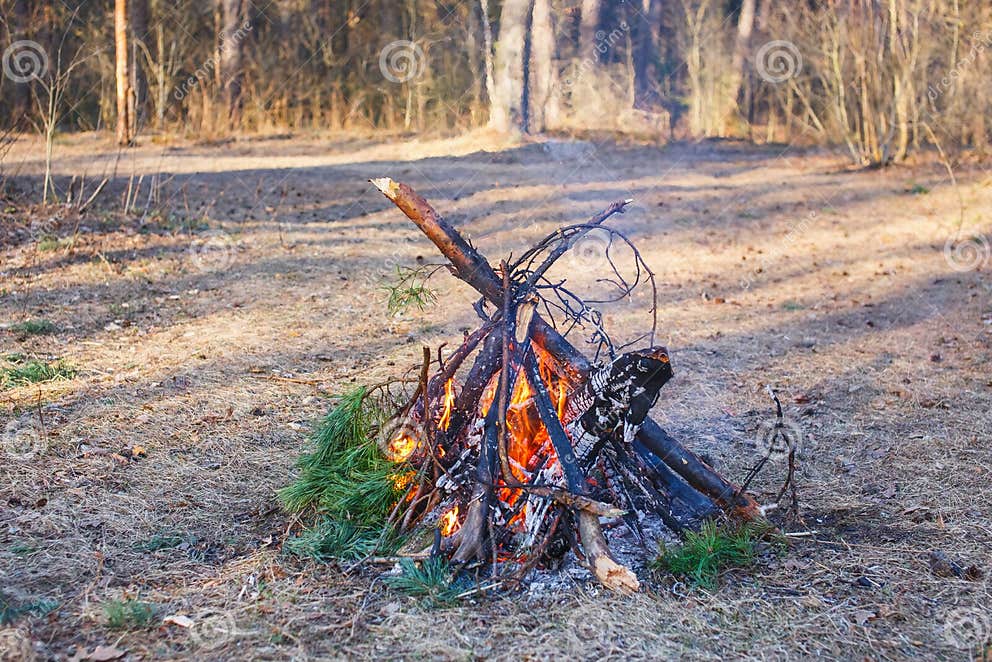 Bonfire of Pine Branches in the Spring Forest Stock Image - Image of ...