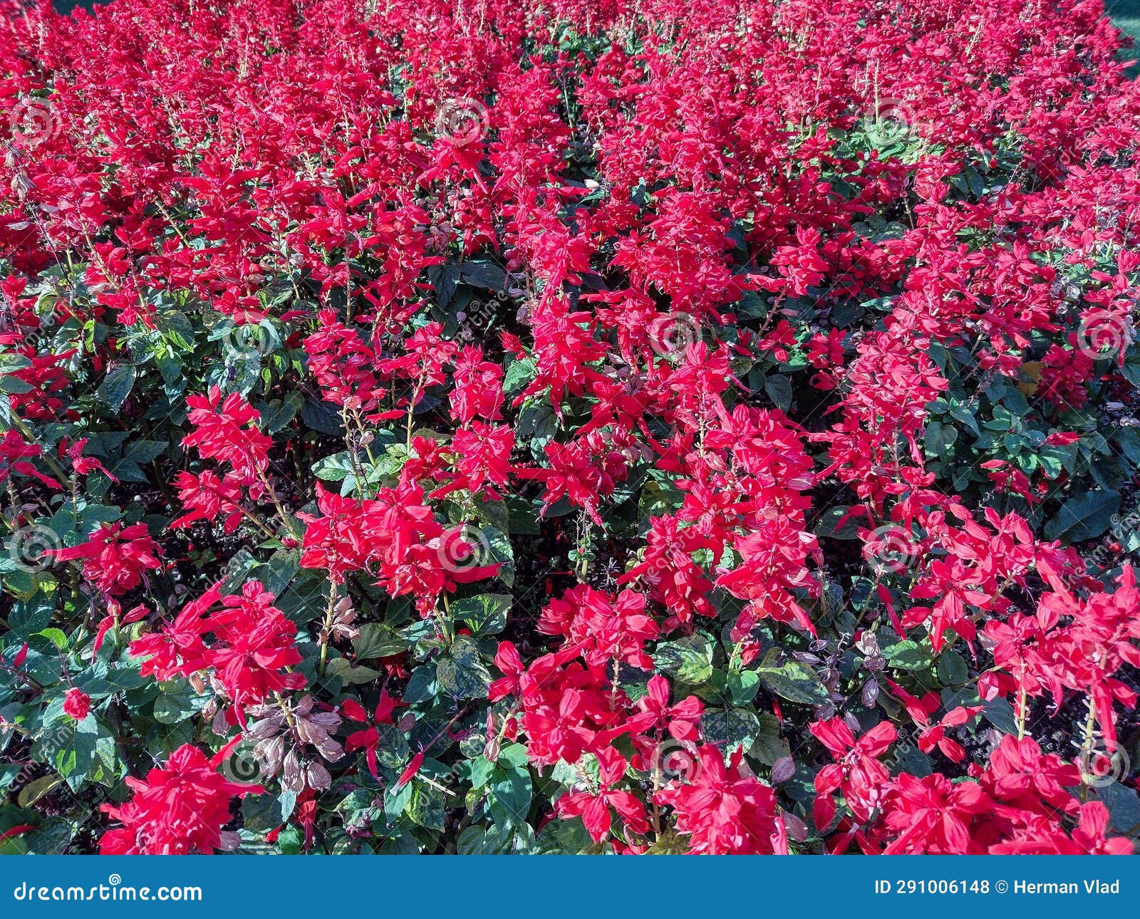 Bonfire Salvia Flowers in Romania. Salvia Splendens Stock Photo - Image ...