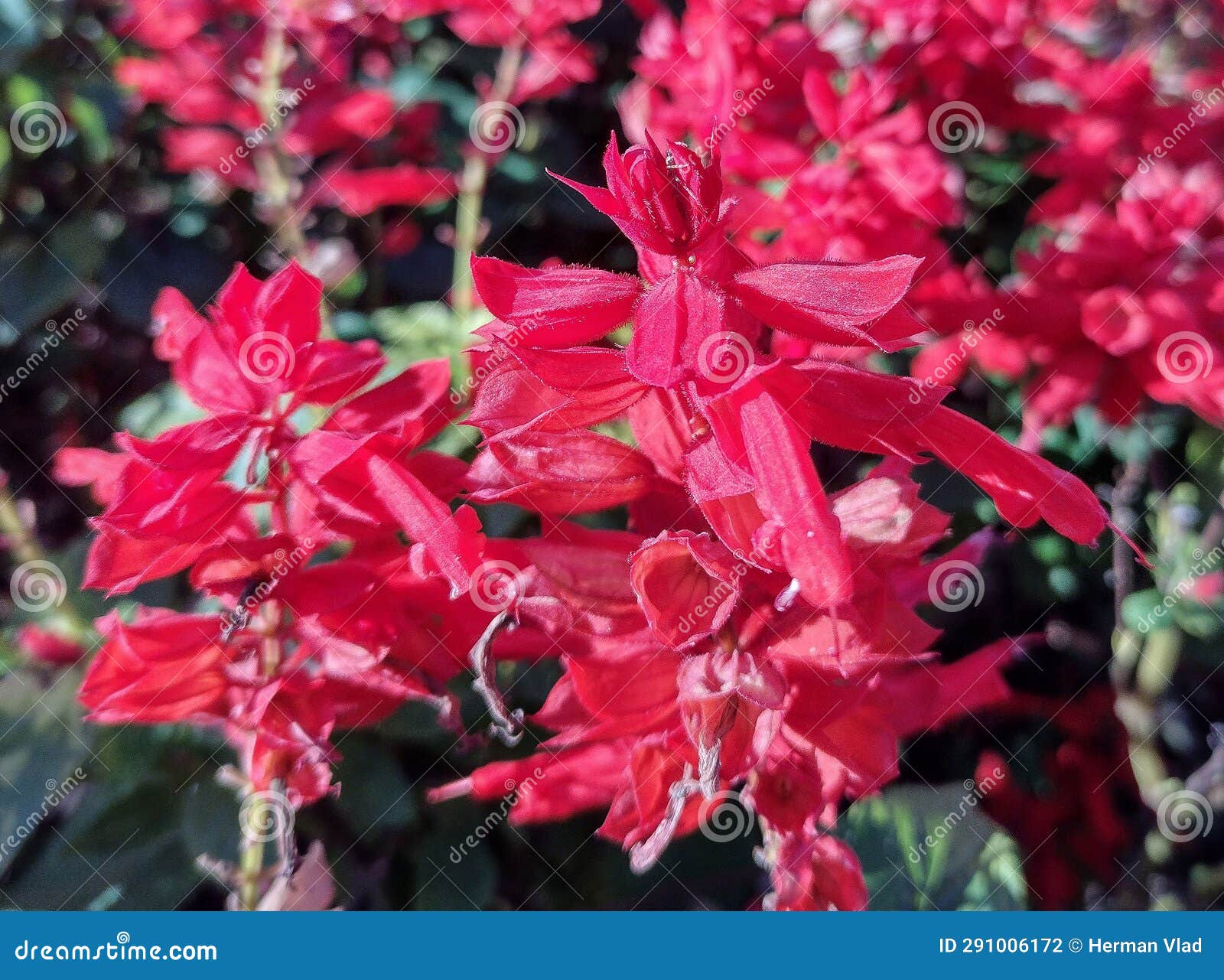 Bonfire Salvia Flowers in Romania. Salvia Splendens Stock Photo - Image ...