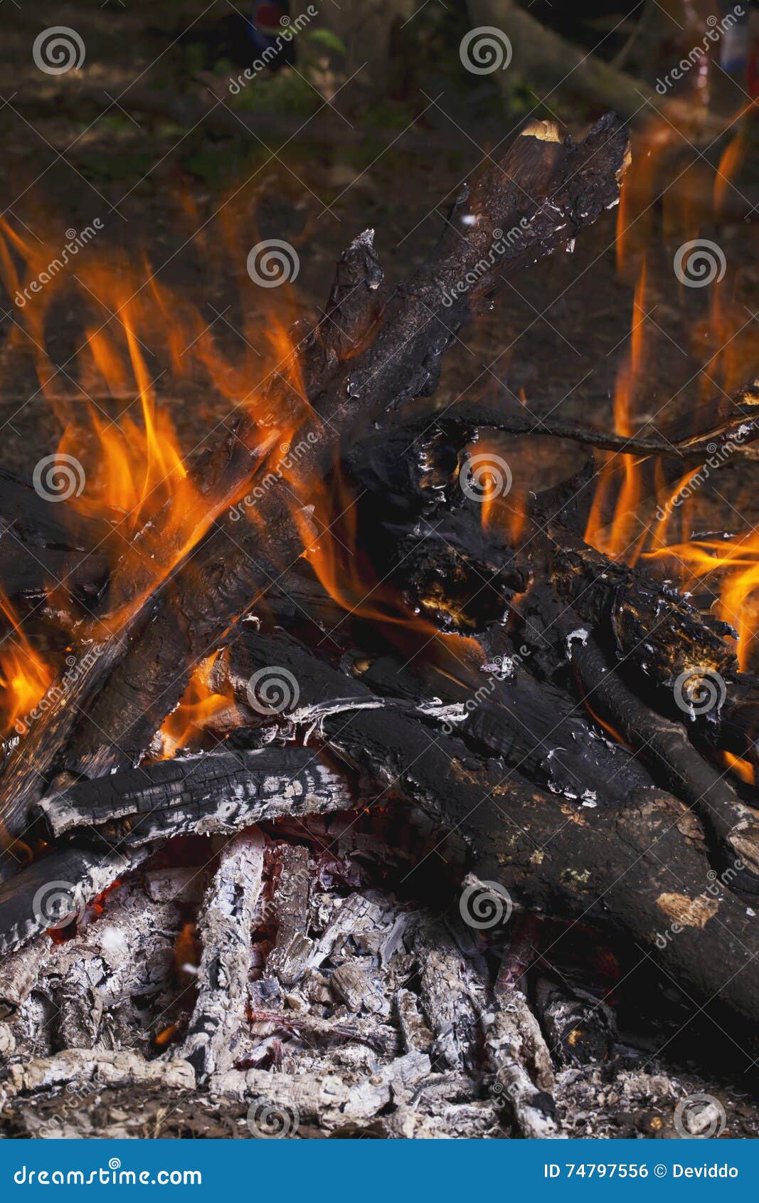 Bonfire in the Spring Forest Stock Photo - Image of forest, nature ...