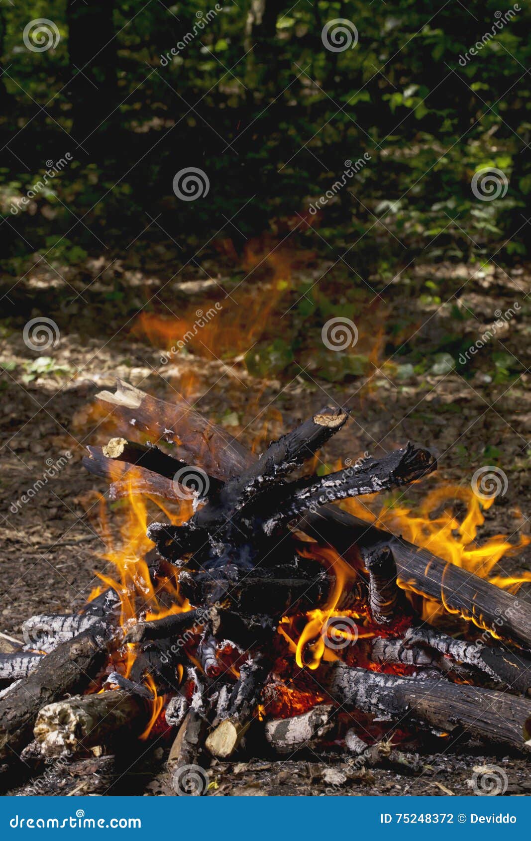 Bonfire in the Spring Forest Stock Photo - Image of temperature ...
