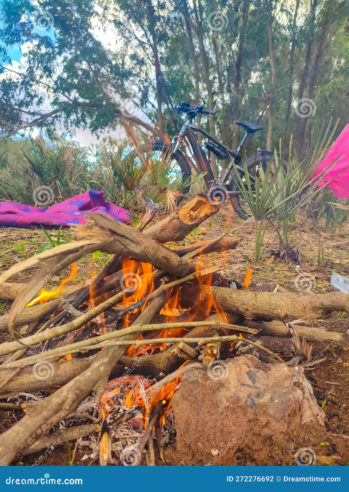 Bonfire of Wood Burning in the Forest Stock Photo - Image of branch ...