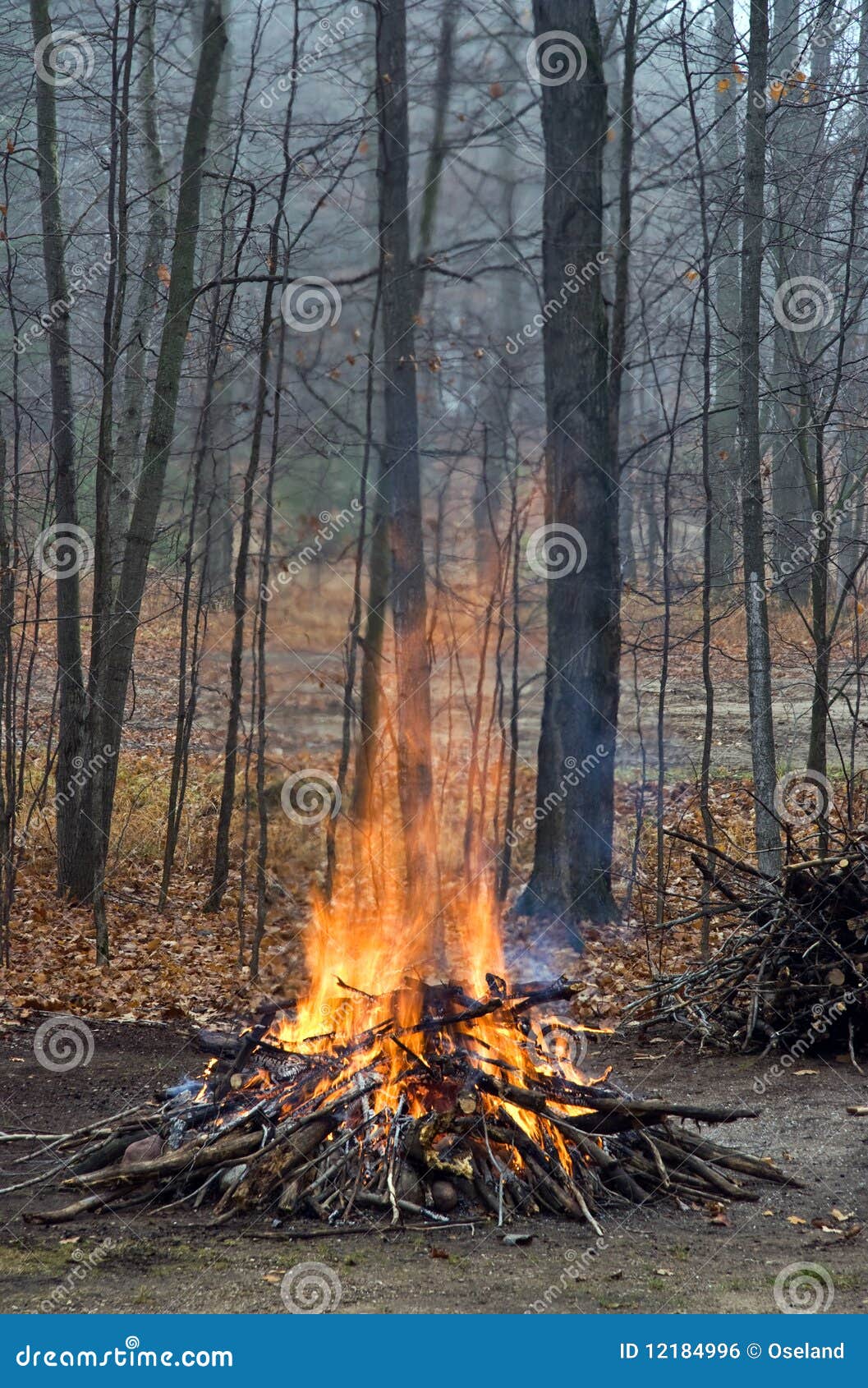 Bonfire in the Woods stock photo. Image of blazing, burning - 12184996