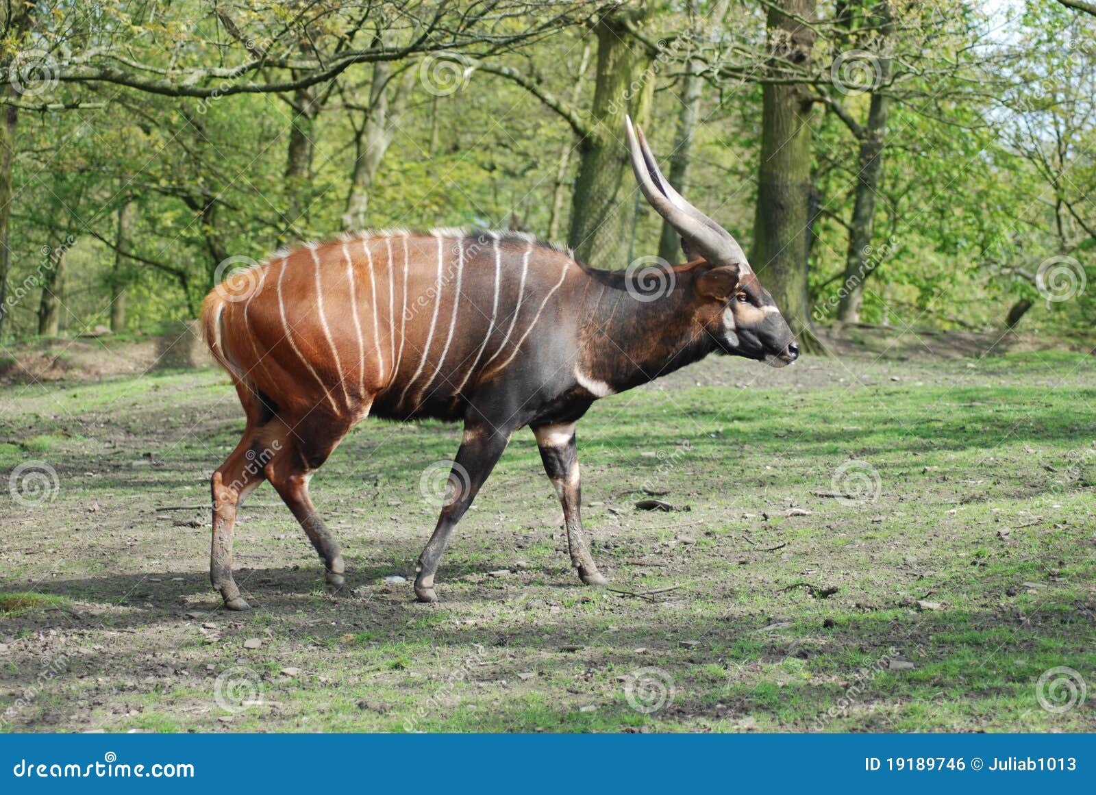 Bongo 1 stock photo. Image of horned, horns, animal, stroll - 19189746