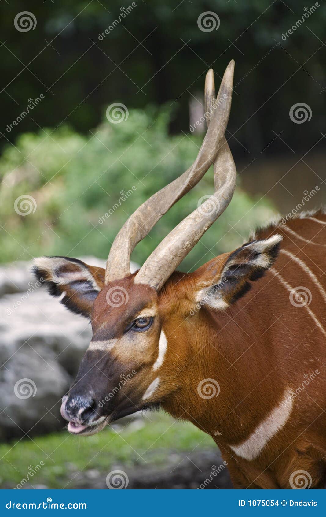 Bongo stock photo. Image of face, wildlife, nature, antilope - 1075054