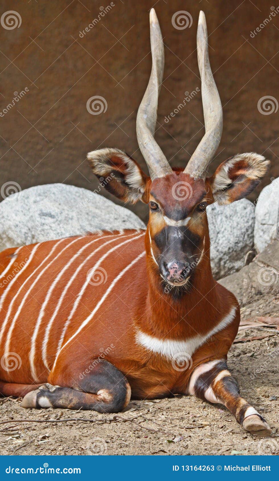 Bongo stock image. Image of africa, outdoors, african - 13164263