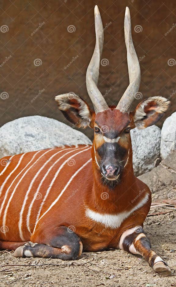 Bongo stock image. Image of africa, outdoors, african - 13164263