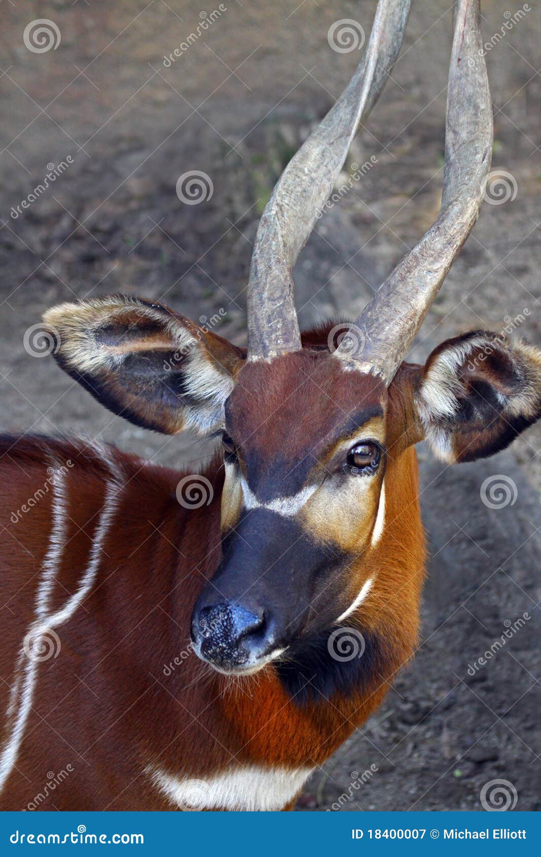 Bongo stock image. Image of animal, rocks, sitting, animals - 18400007