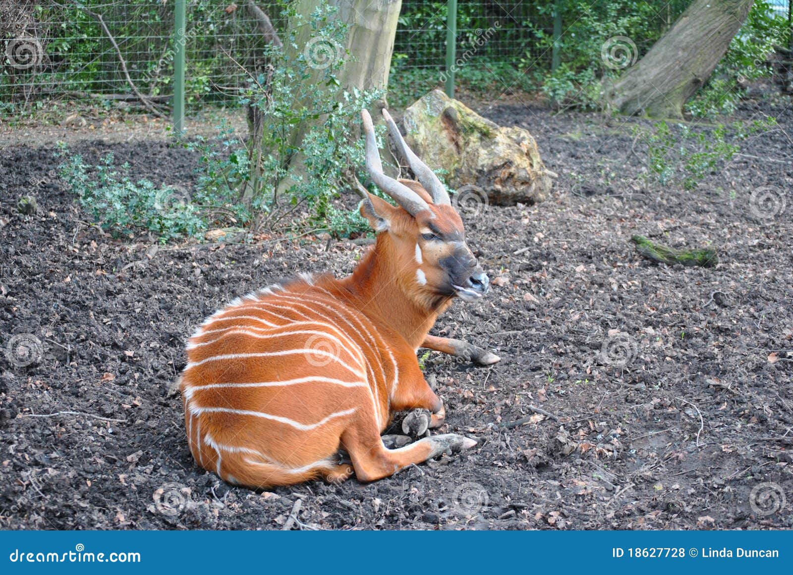 Bongo stock photo. Image of zoom, colorful, striped, dublin - 18627728