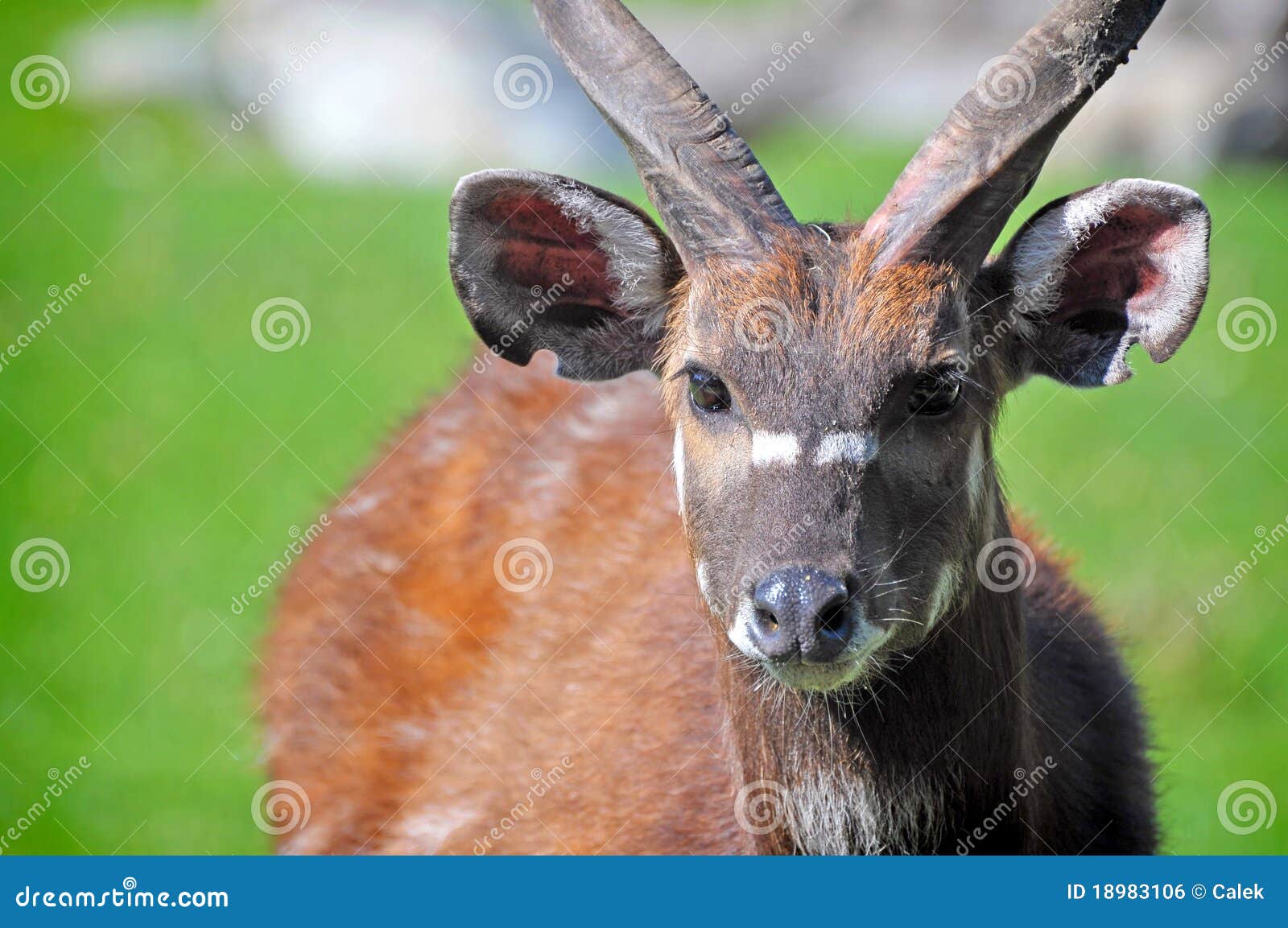 Bongo stock photo. Image of summer, green, mammal, standing - 18983106