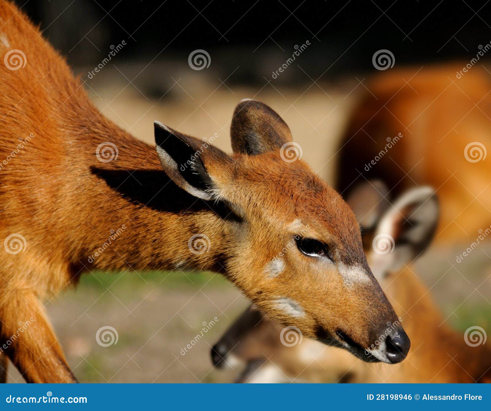 Bongo stock photo. Image of bongo, face, africa, puppy - 28198946