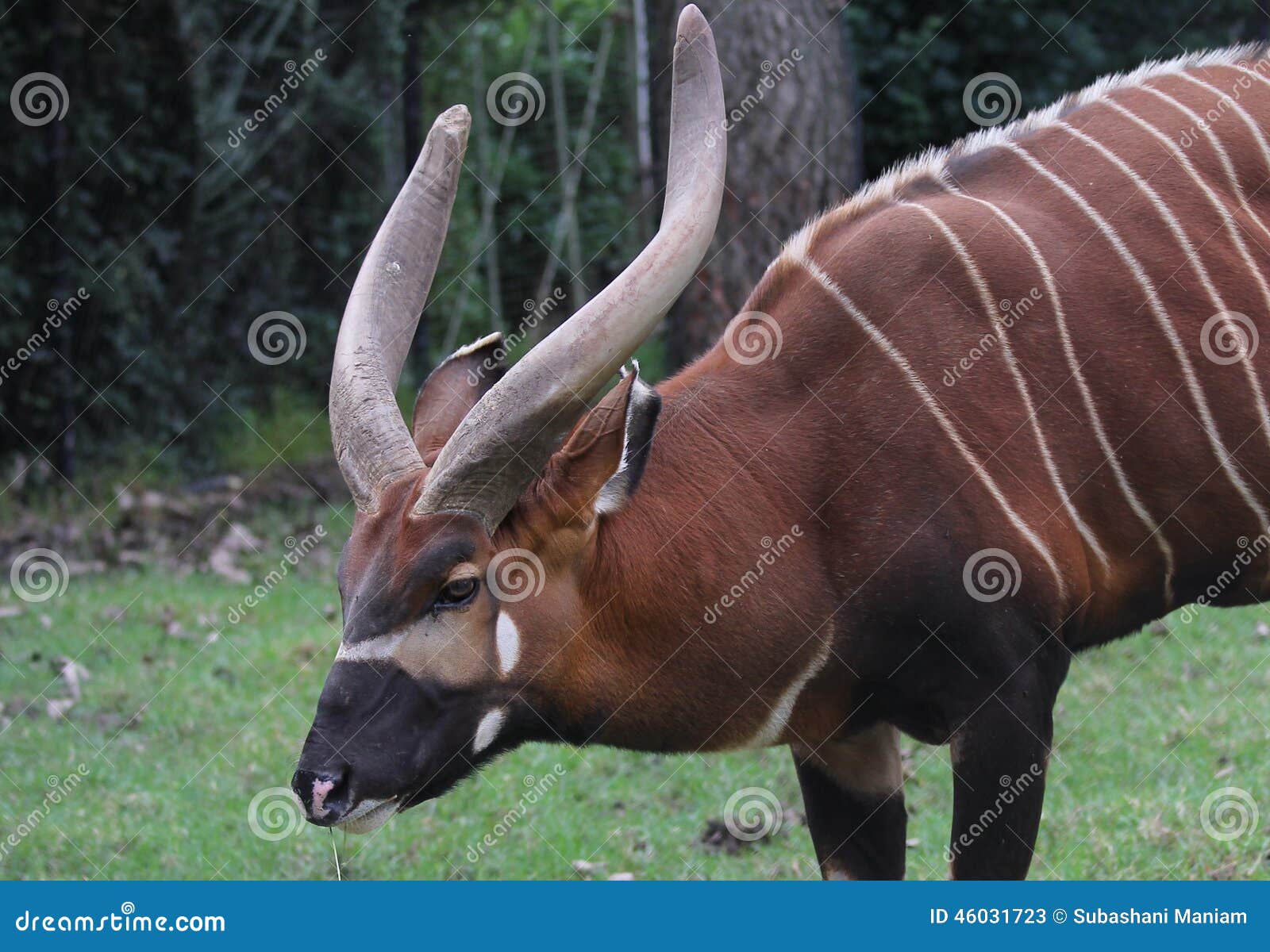 Bongo imagen de archivo. Imagen de hermoso, alrededor - 46031723