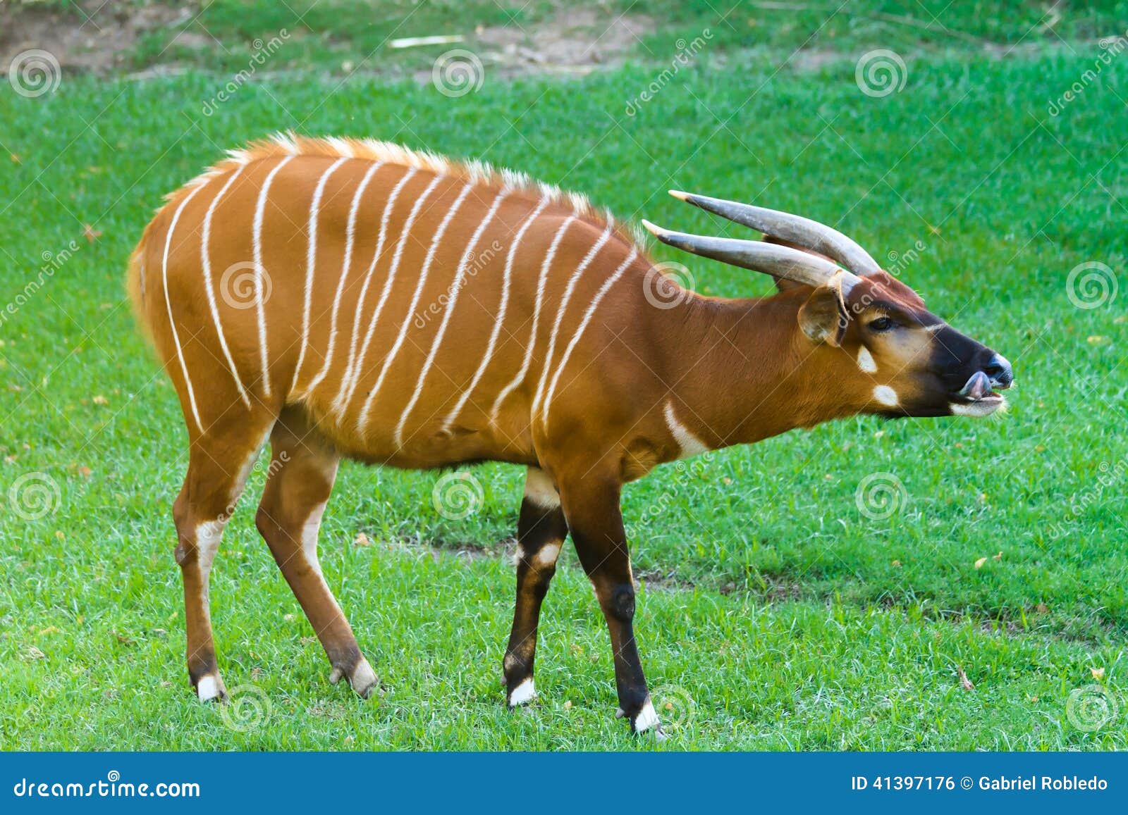 Bongo stock photo. Image of hunting, tropical, isaaci - 41397176