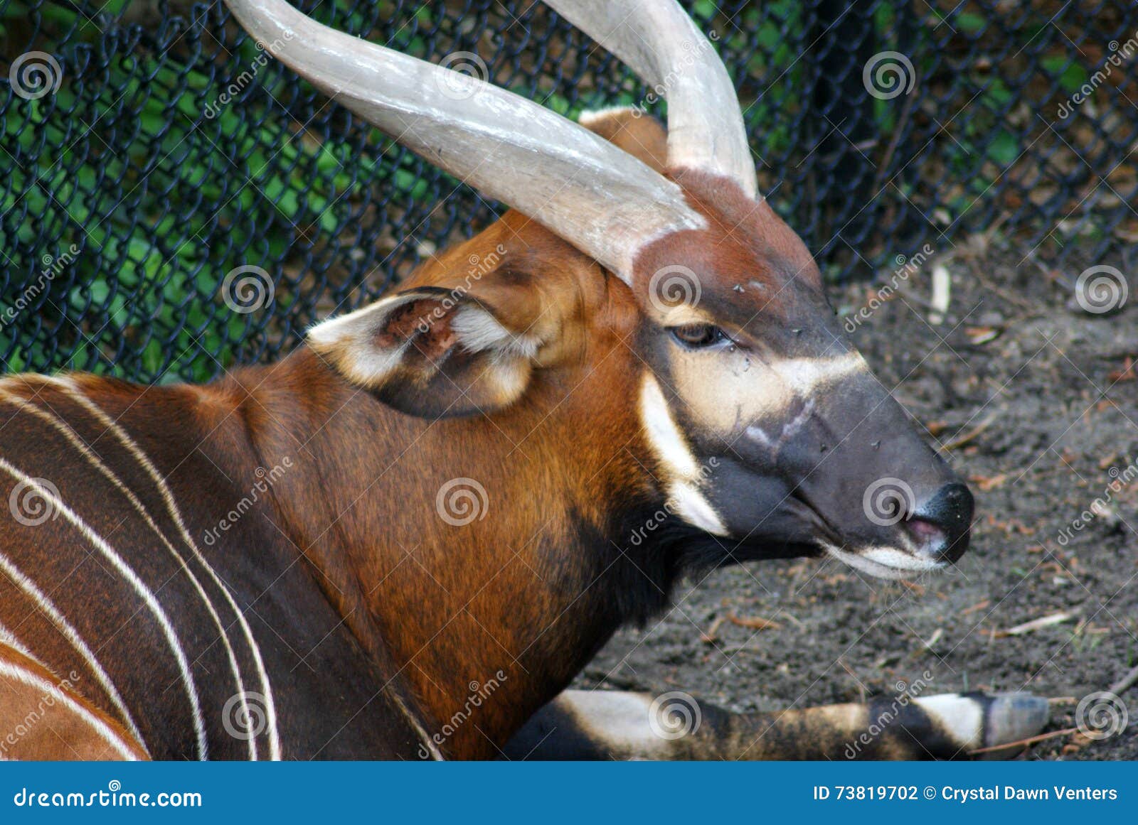 Bongo stock photo. Image of drinking, brown, horns, bongo - 73819702