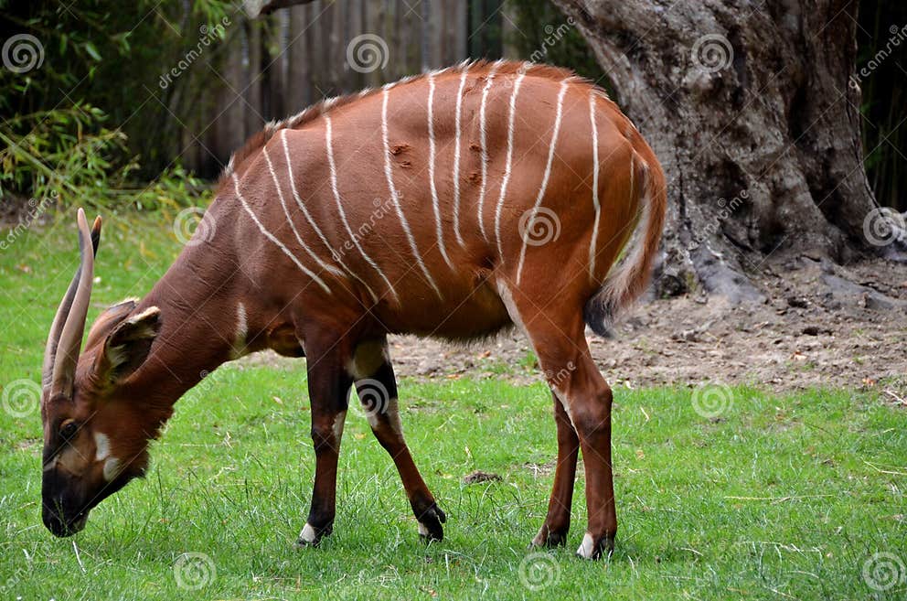 Bongo stock image. Image of wildlife, brown, mammal, antelope - 32237065