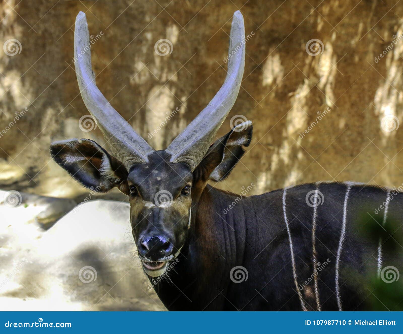 Bongo Antelope stock photo. Image of ears, african, black - 107987710