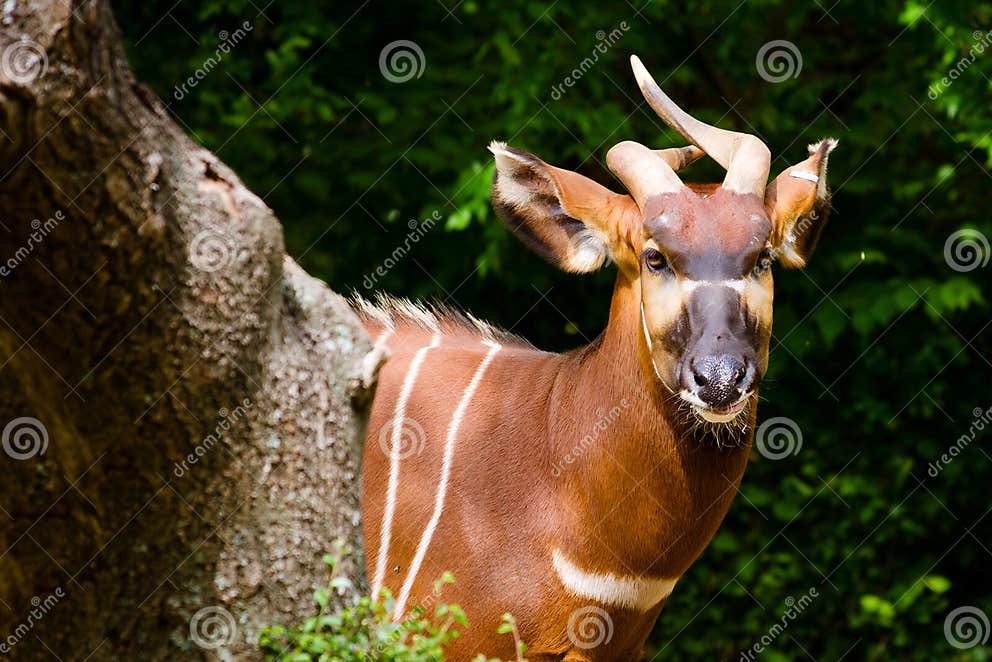 Bongo antelope stock photo. Image of antelope, natural - 30772070